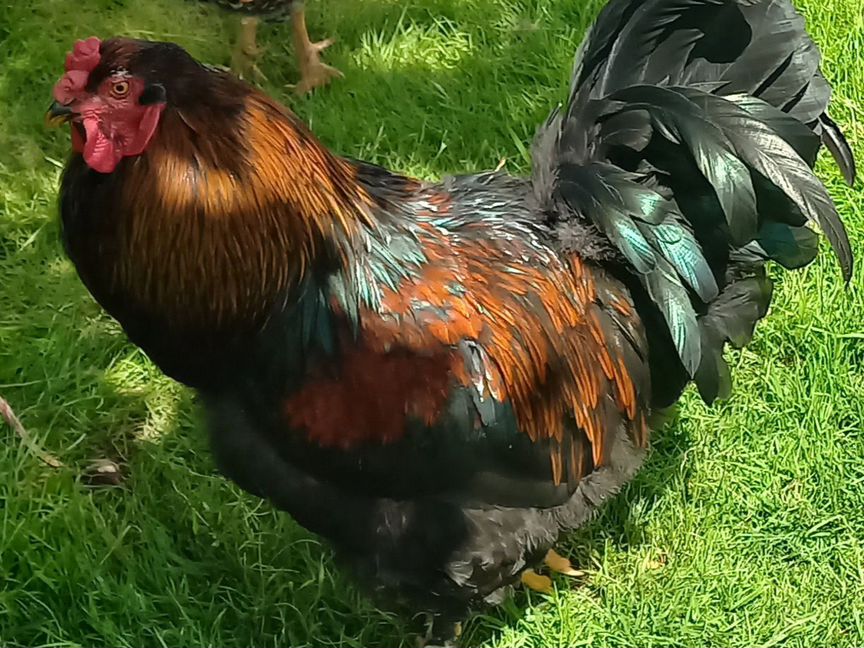 Красивейший петушок с необычным гребнем