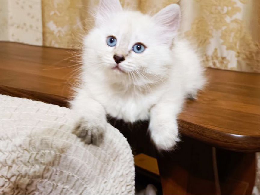 Кошечка невская
