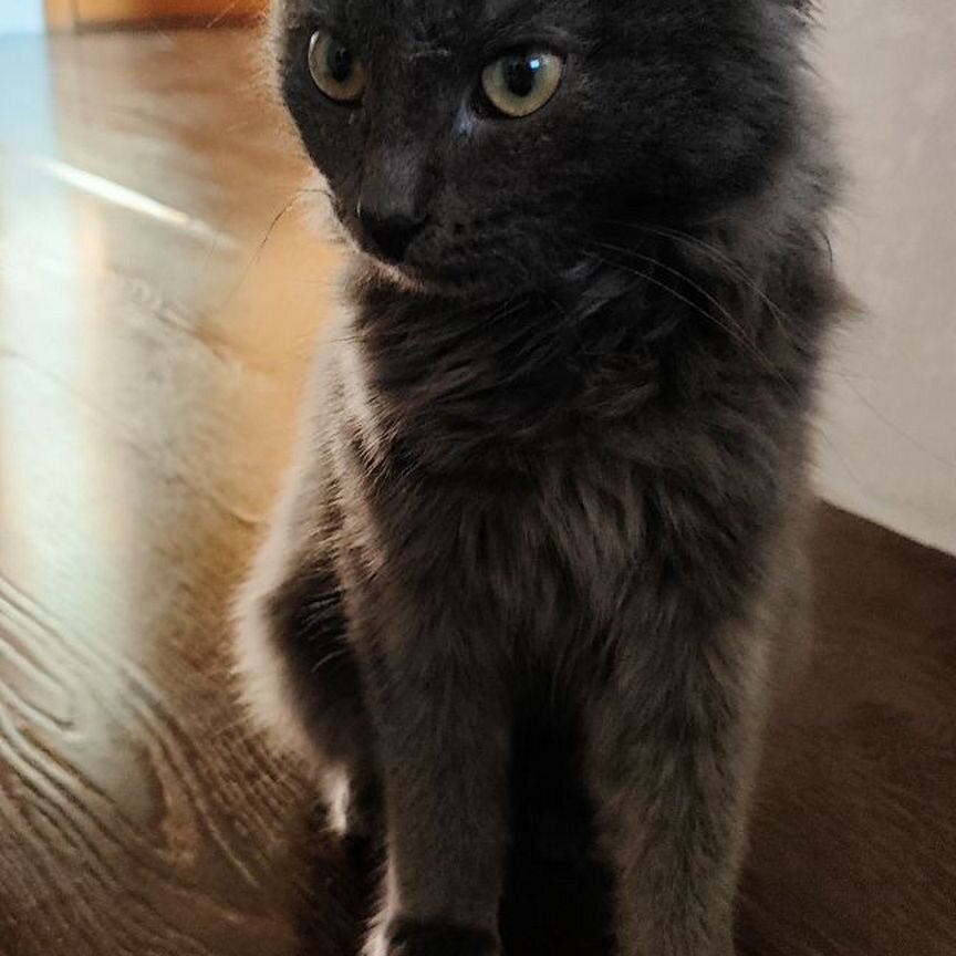 Котёнок
