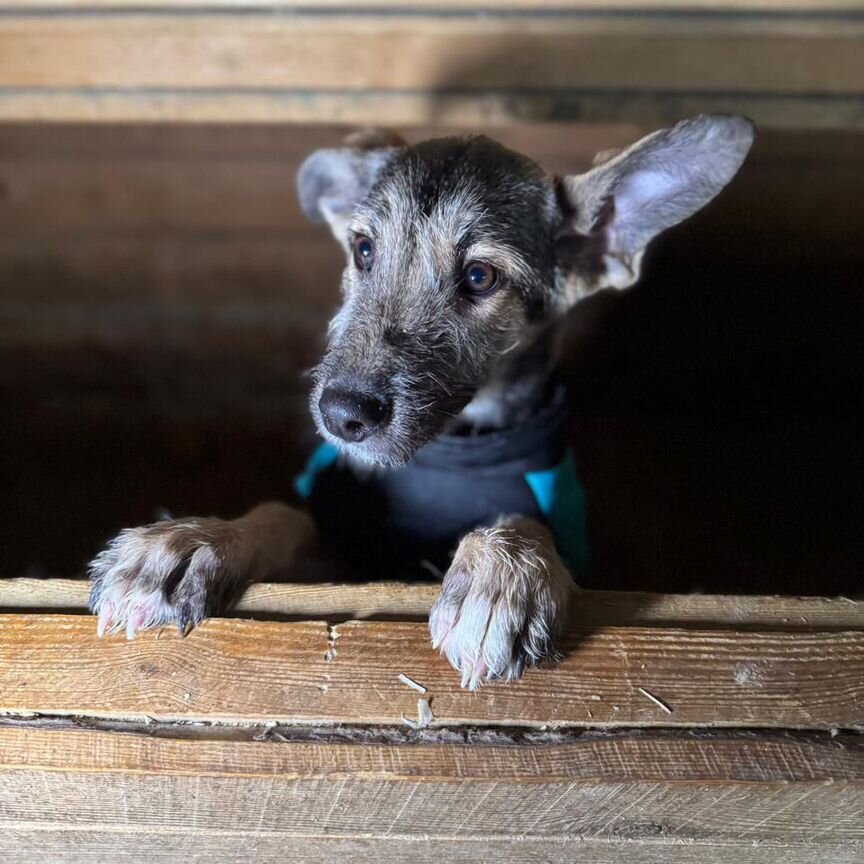 Озорная Искорка ищет лучших ролителей