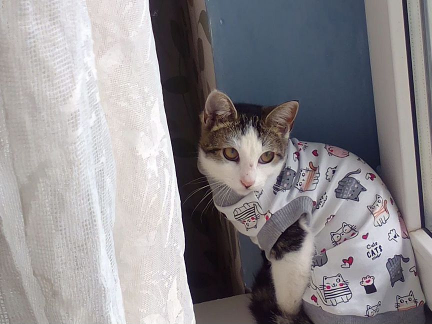 Кошка Марусенька