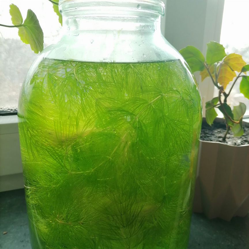 Роголистник бесплатно