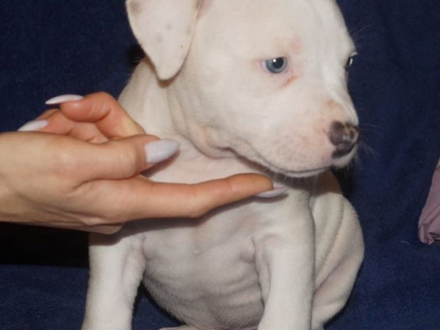 Щенки стаффорда