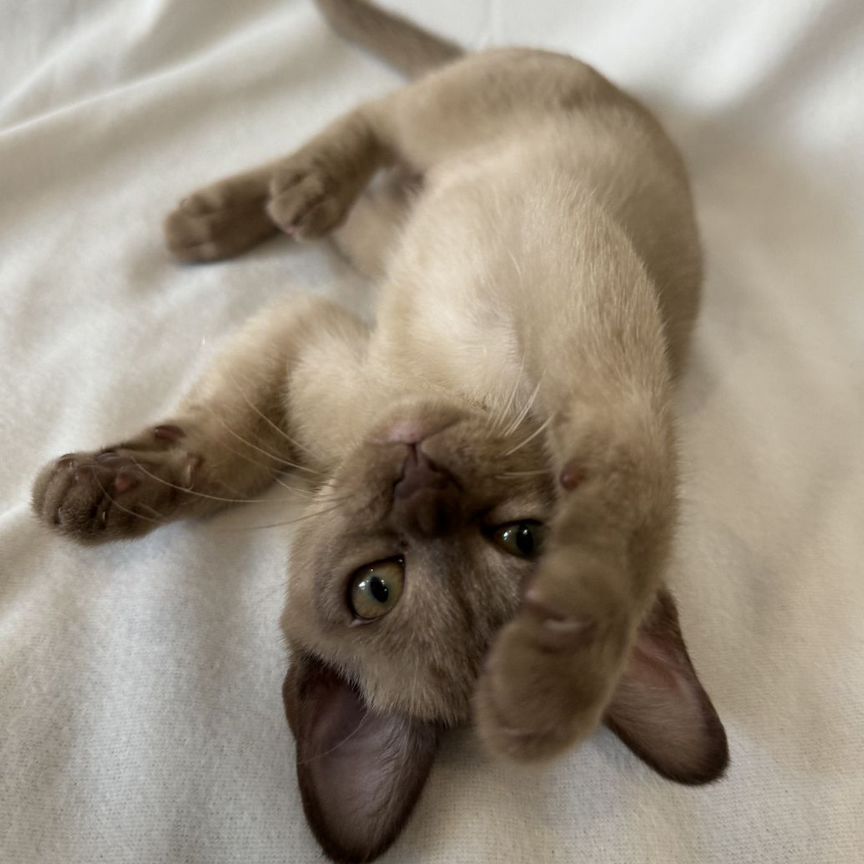 Кошки