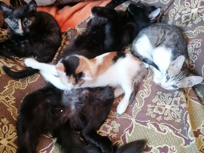 Котята,очень умные,шустрые