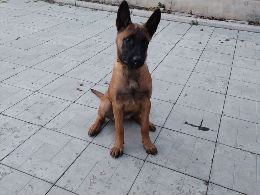 Бельгийская овчарка малинуа