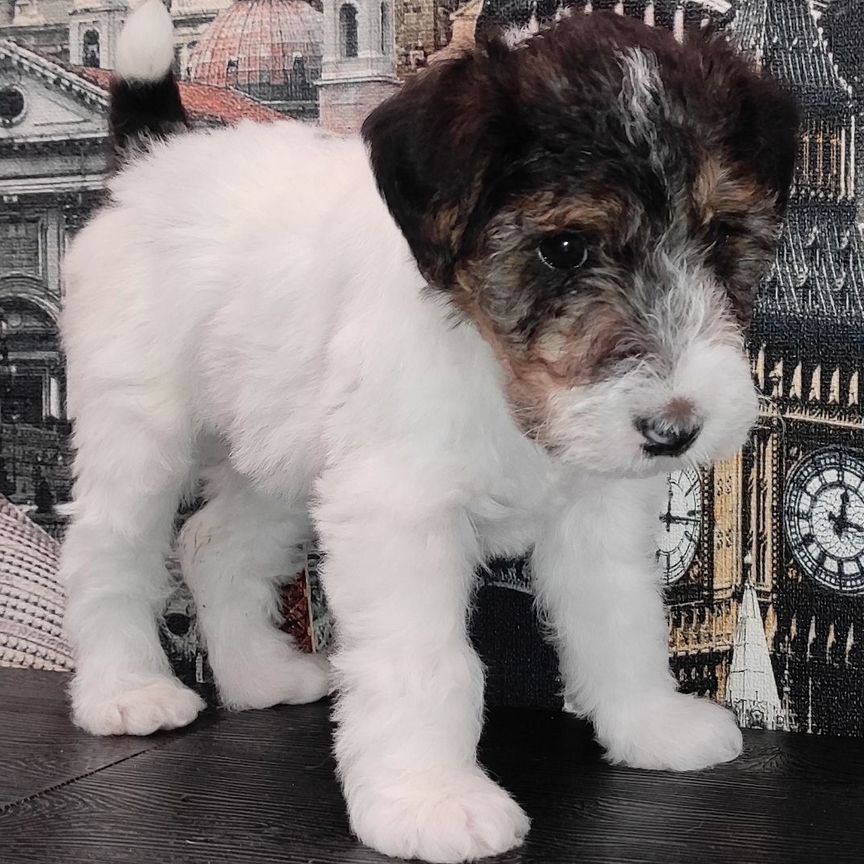 Фокстерьер, щенок