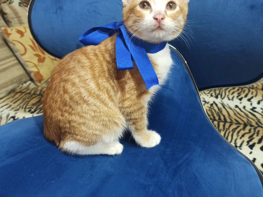 Котик Прошка