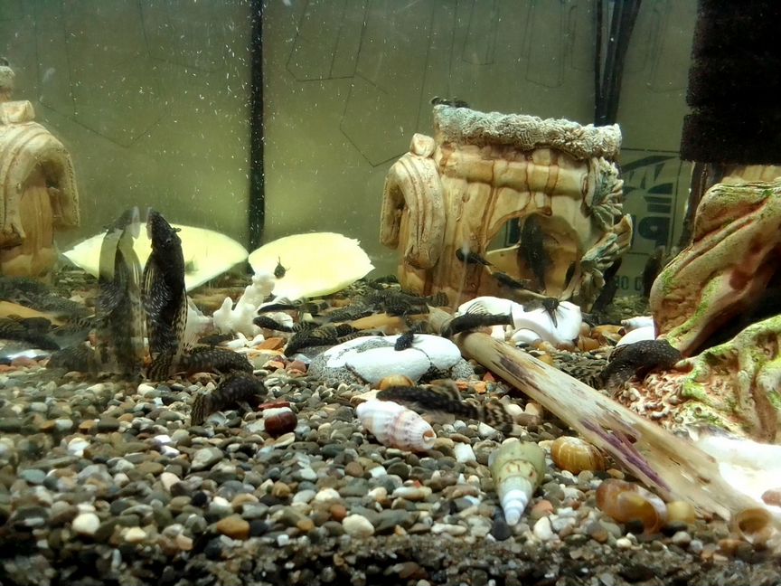 Сомики анцистусы