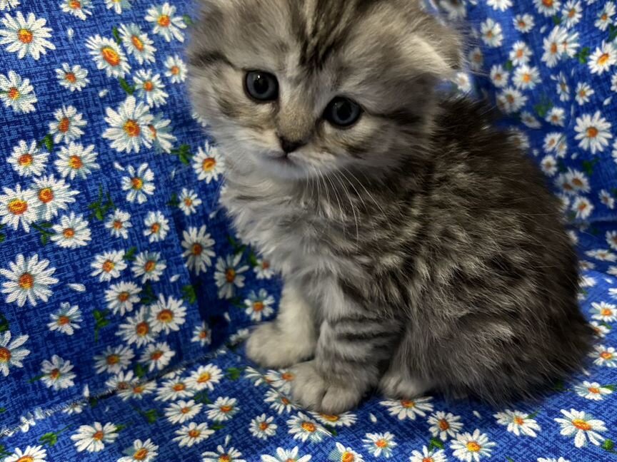 Шотландский котенок мальчик продается