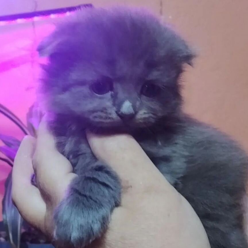 Шотландский вислоухий короткошёрстный котёнок