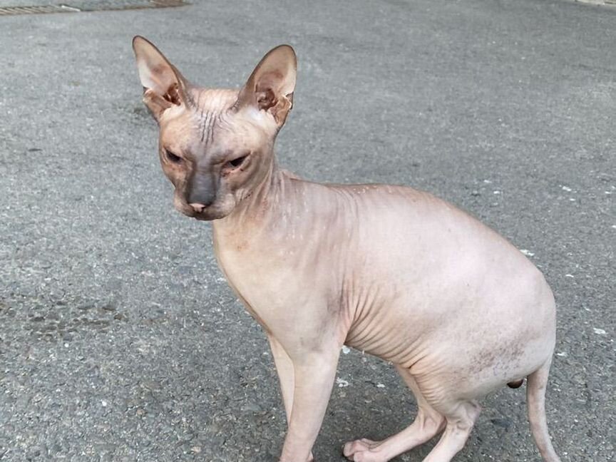 Кошки