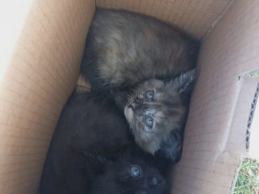 Котят выкинули в коробке. Нужен дом