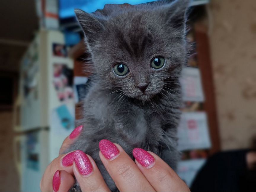 Котёнок, ручная девочка, 5 нед
