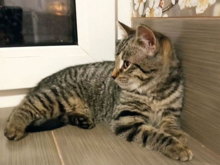 Котëнок