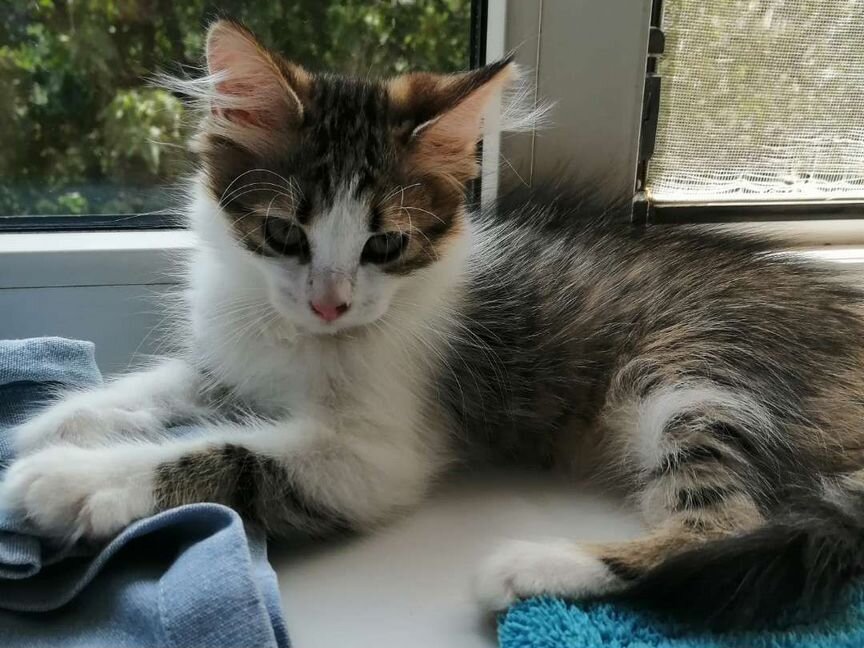 Котята в добрые руки