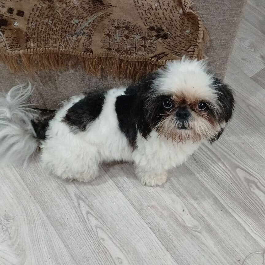 Продаю собачку кобель породы ши цу