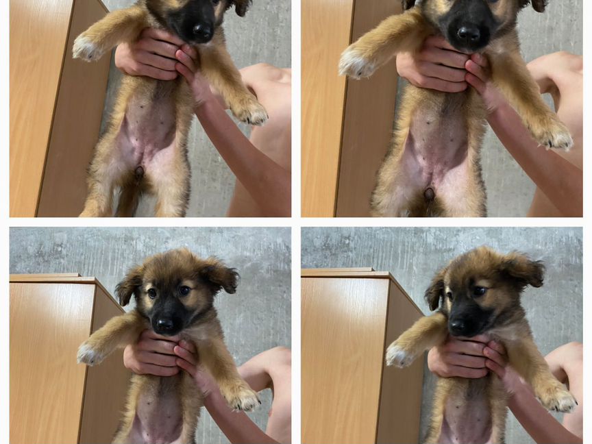 Бельгийская овчарка