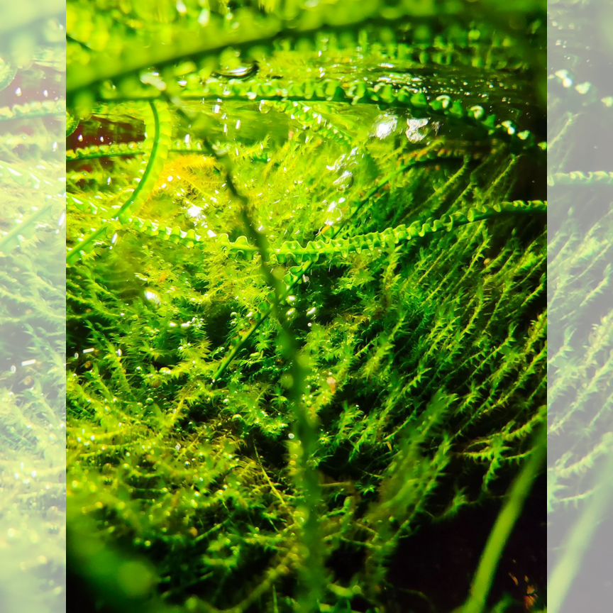 Яванский мох в аквариум