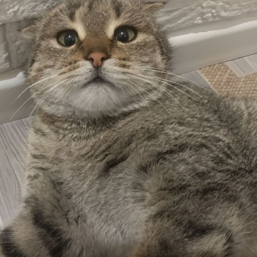 Шотландский вислоухий короткошёрстный кот, взрослый