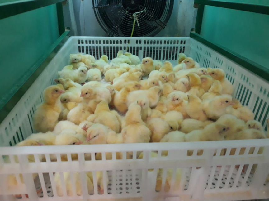 Бройлер суточный Росс-308(импорт)