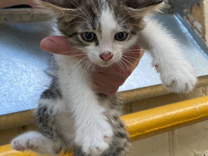 Котятам нужна помощь