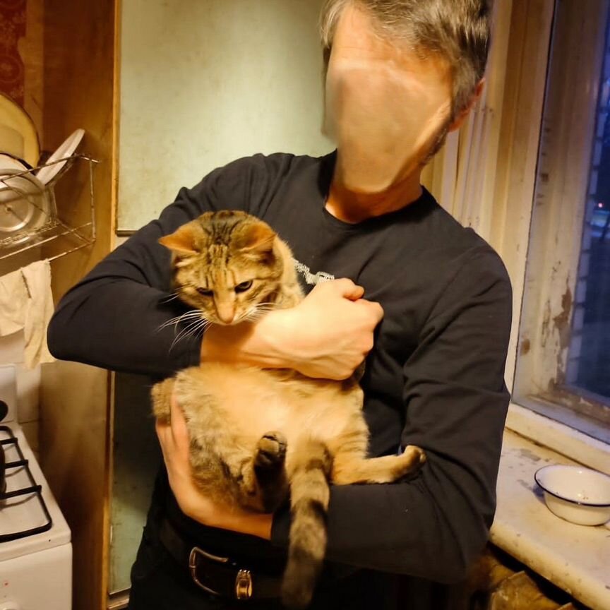 Кошку трехцветную могут усыпить
