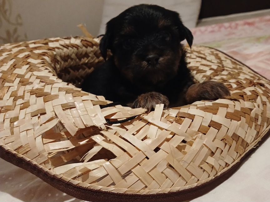 Малыш йрко той