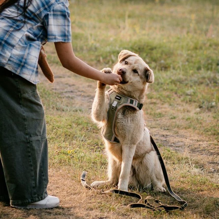 Лакомства для пёсиков