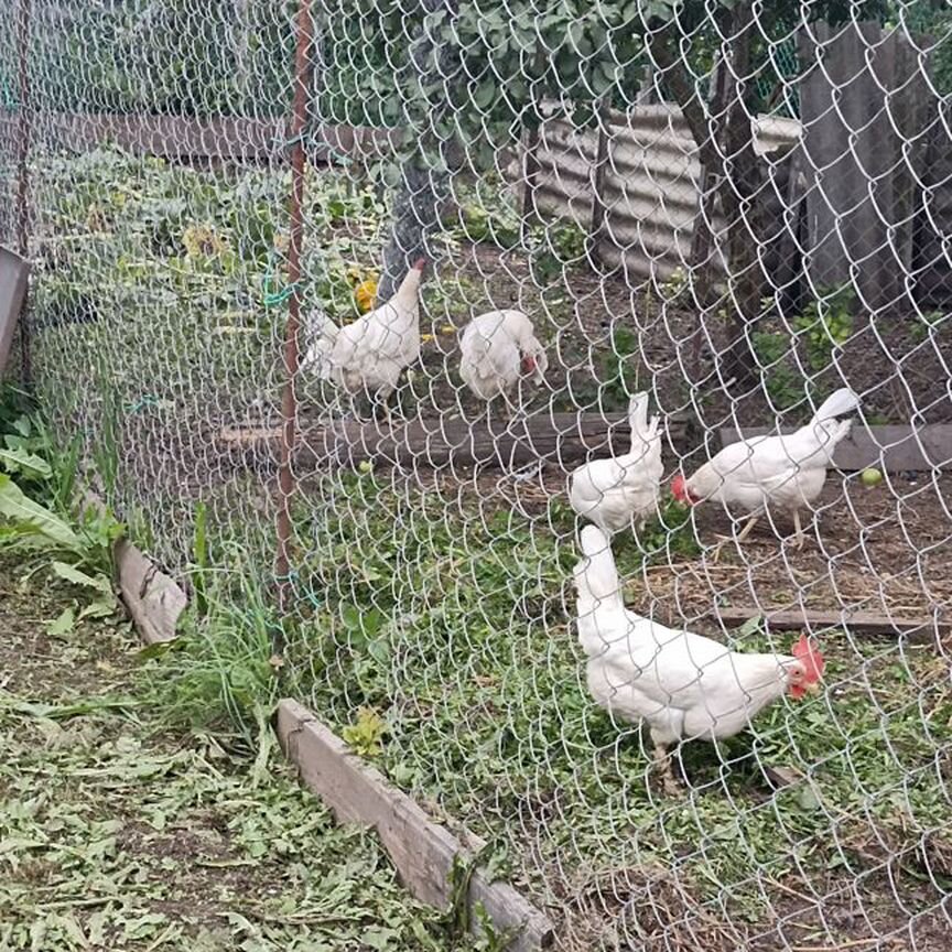 Куры несушки