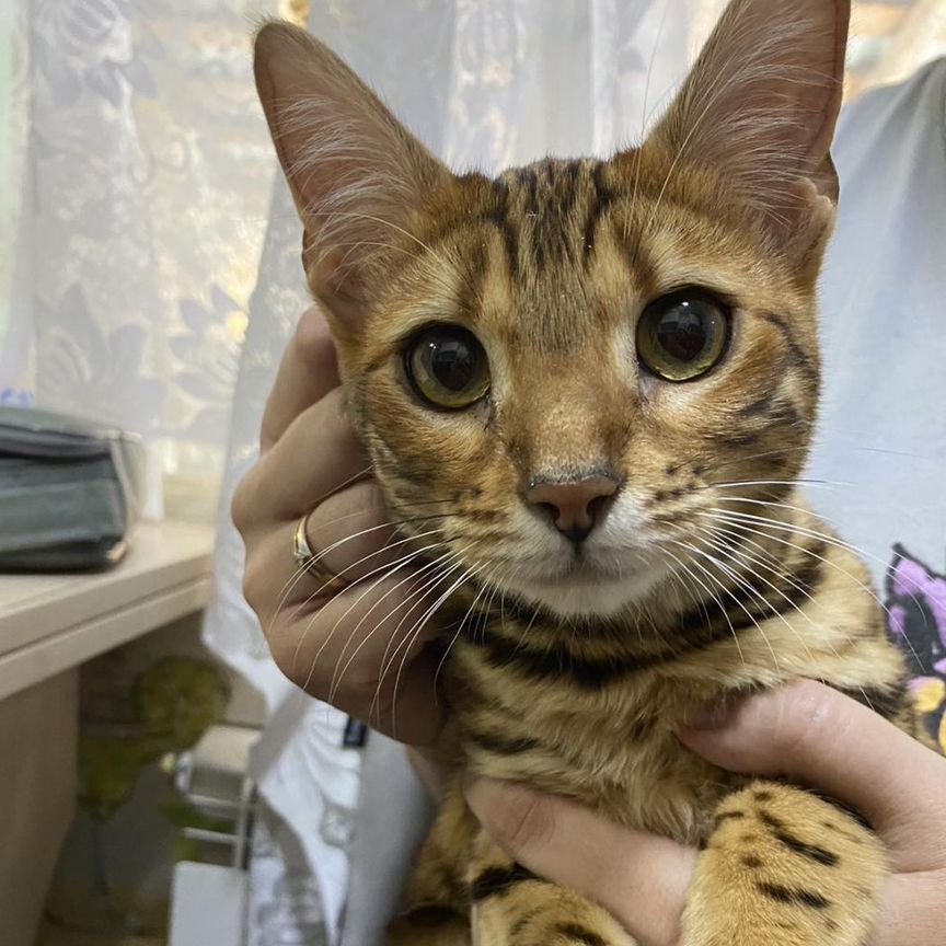 Бенгальская