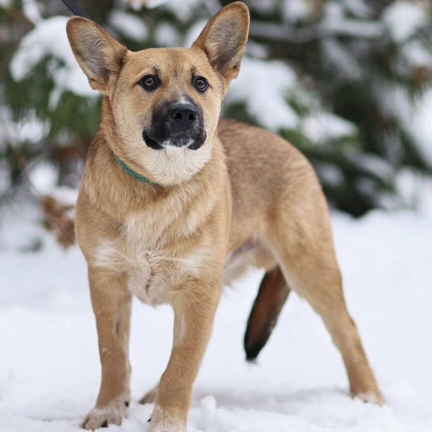 Щенок в добрые руки бесплатно