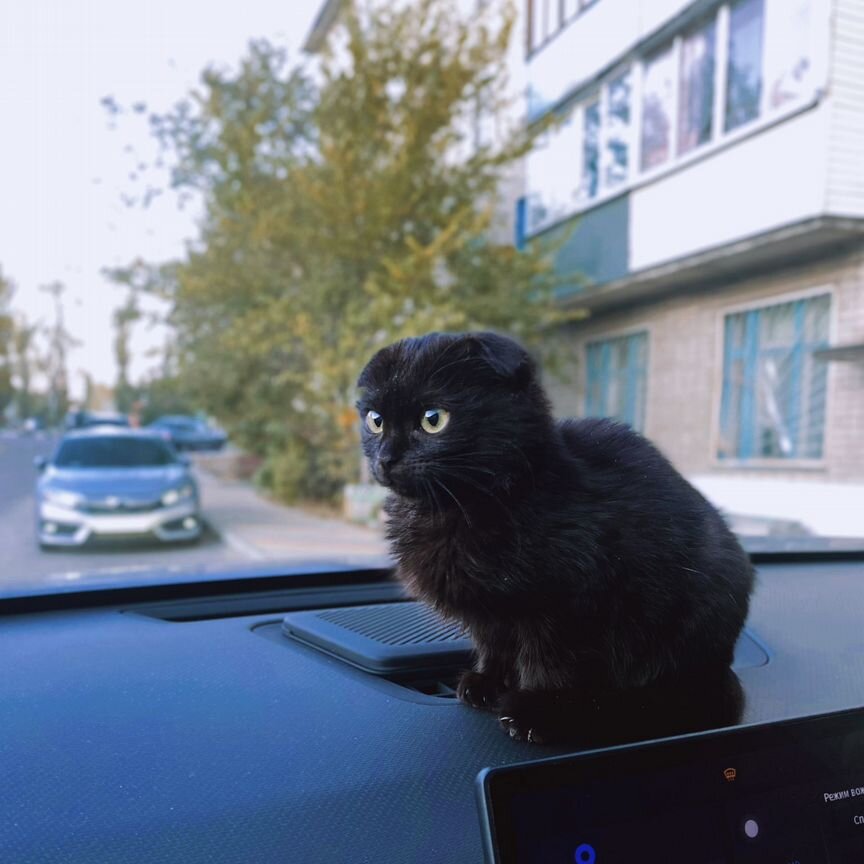Котенок в добрые руки приучен к лотку