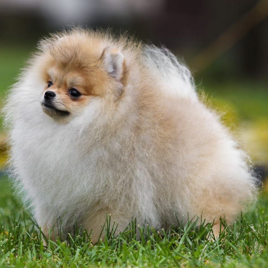 Померанский шпиц, щенок