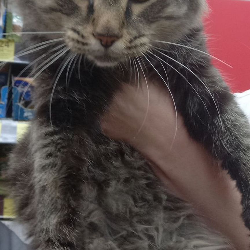 Мейн-кун в добрые руки