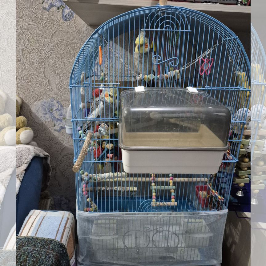 Попугаи Карелла парой,вместе с клеткой