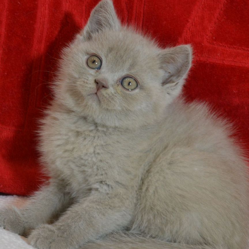 Британец лиловый