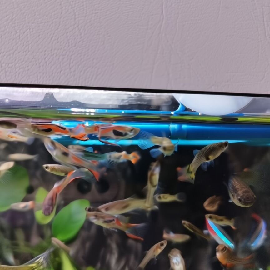 Гуппи эндлера