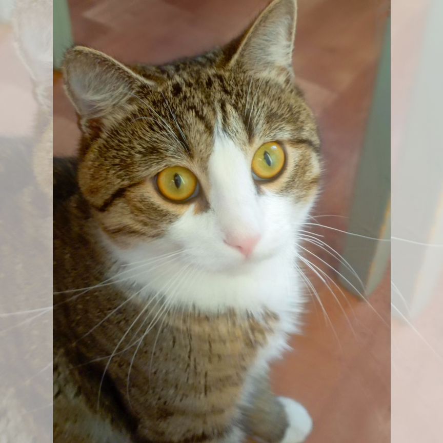 Трехцветный котенок