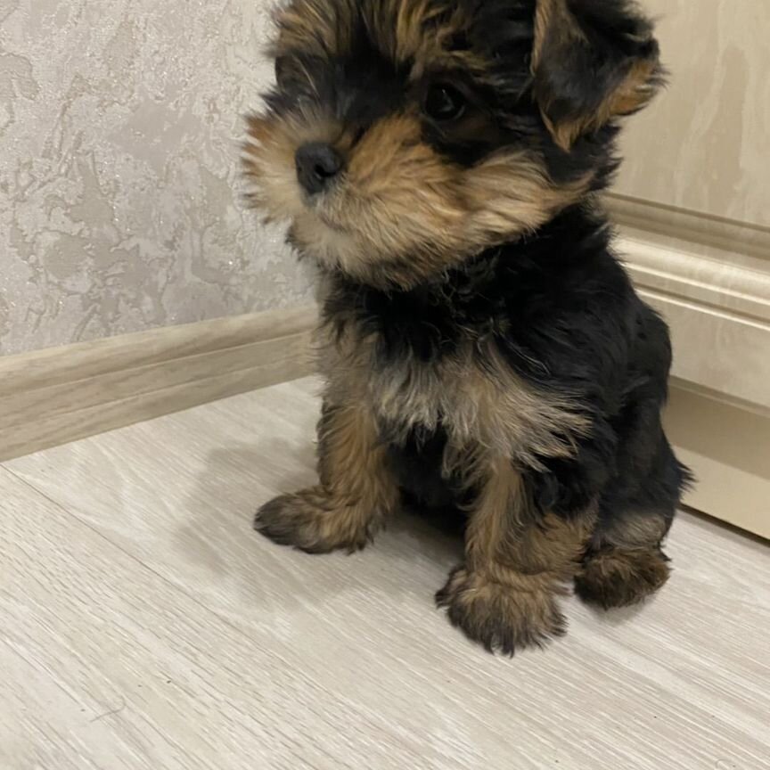 Йоркширский терьер