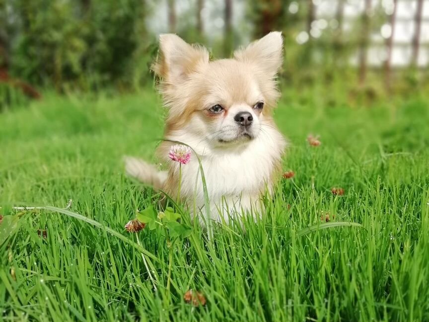 Изабелловый красавчик