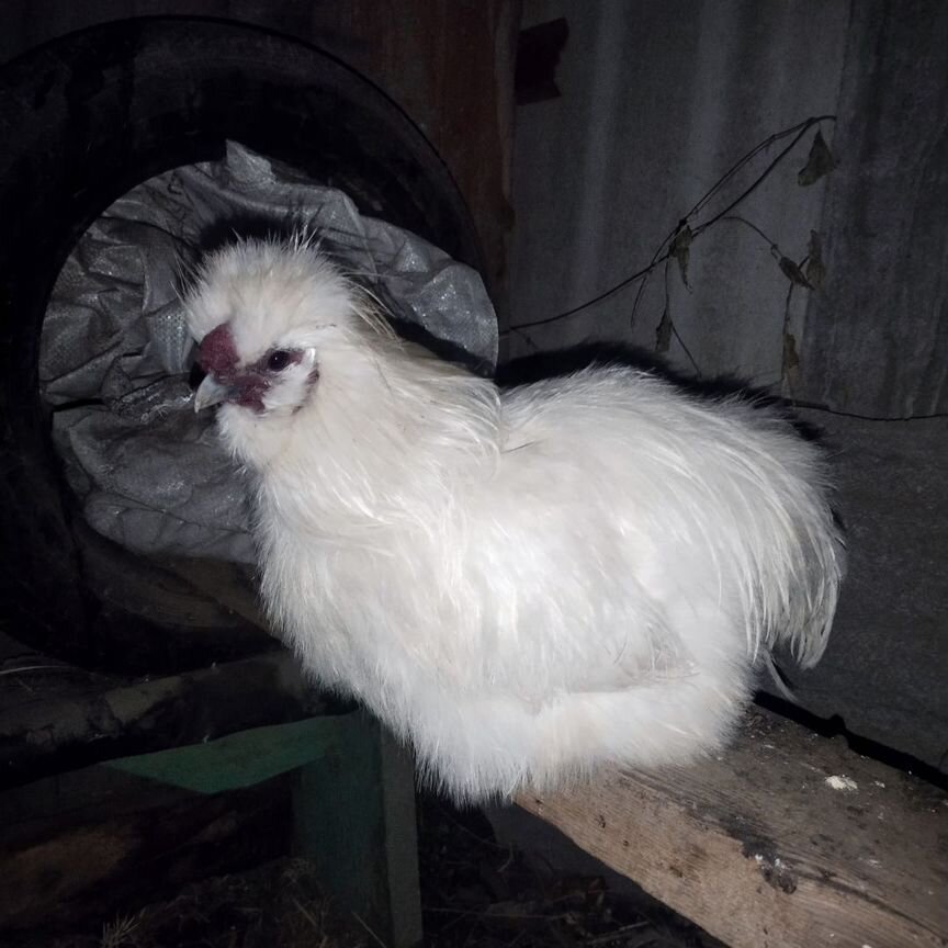Продам китайских шелковых петухов