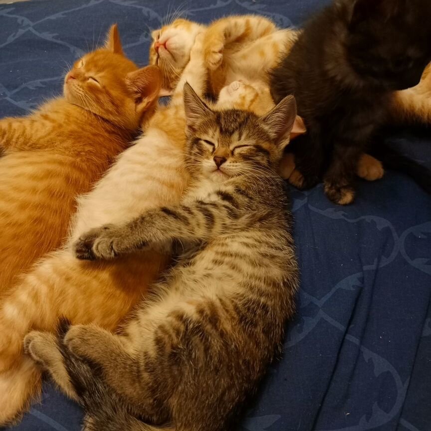 Котята в добрые руки даром