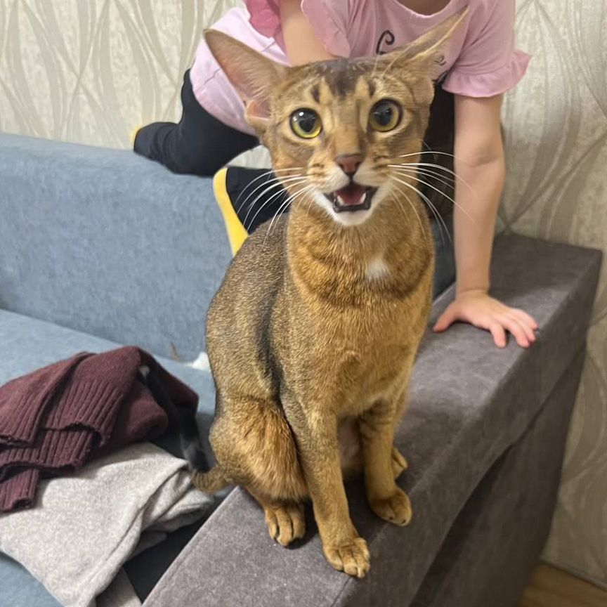 Абиссинский котёнок