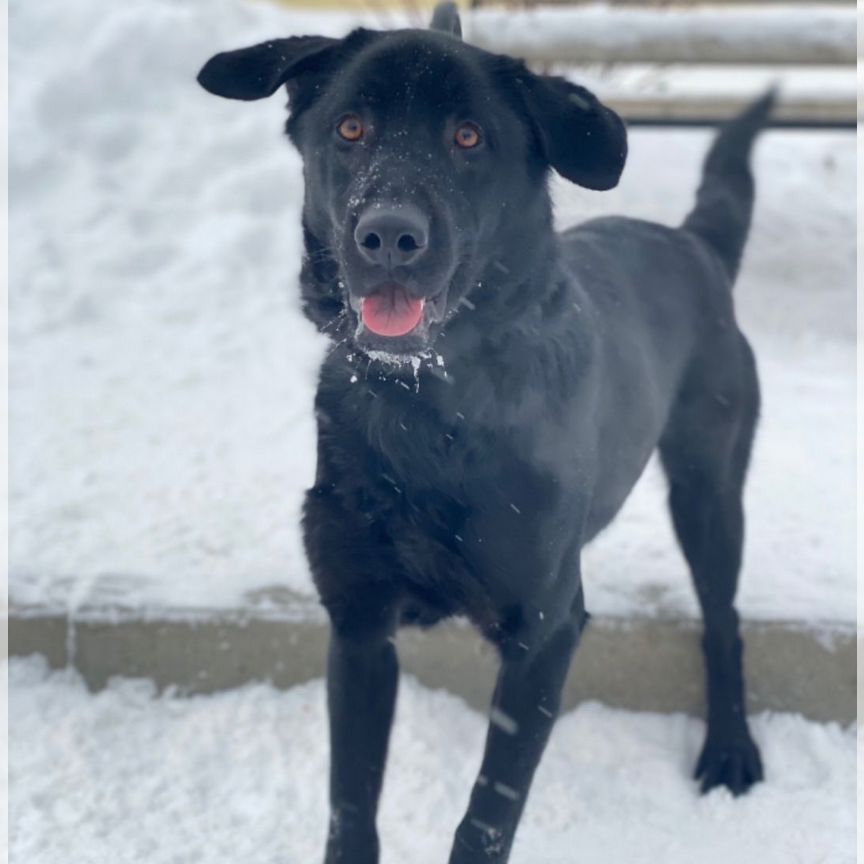 Взрослый пёс в добрые руки