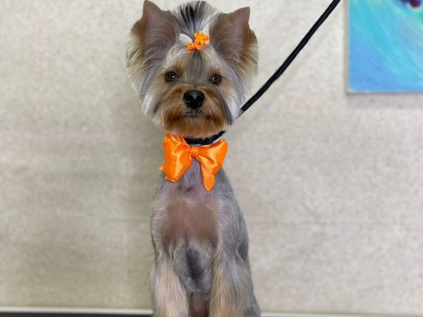 Йоркширский терьер, девочка ищет жениха