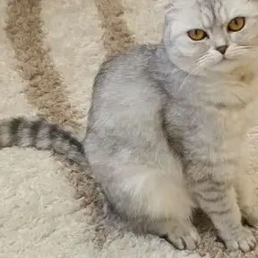 Шотландская вислоухая короткошёрстная, взрослая кошка