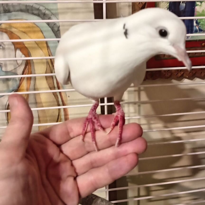 Смеющаяся горлица (самец)