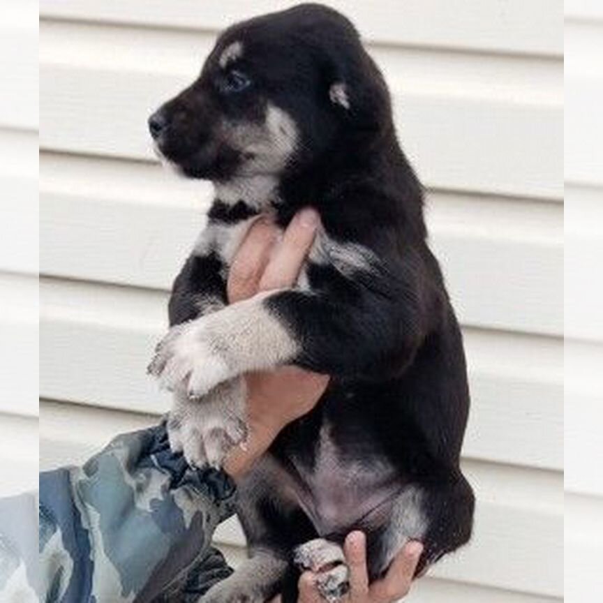 Щенок кавказского волкодава