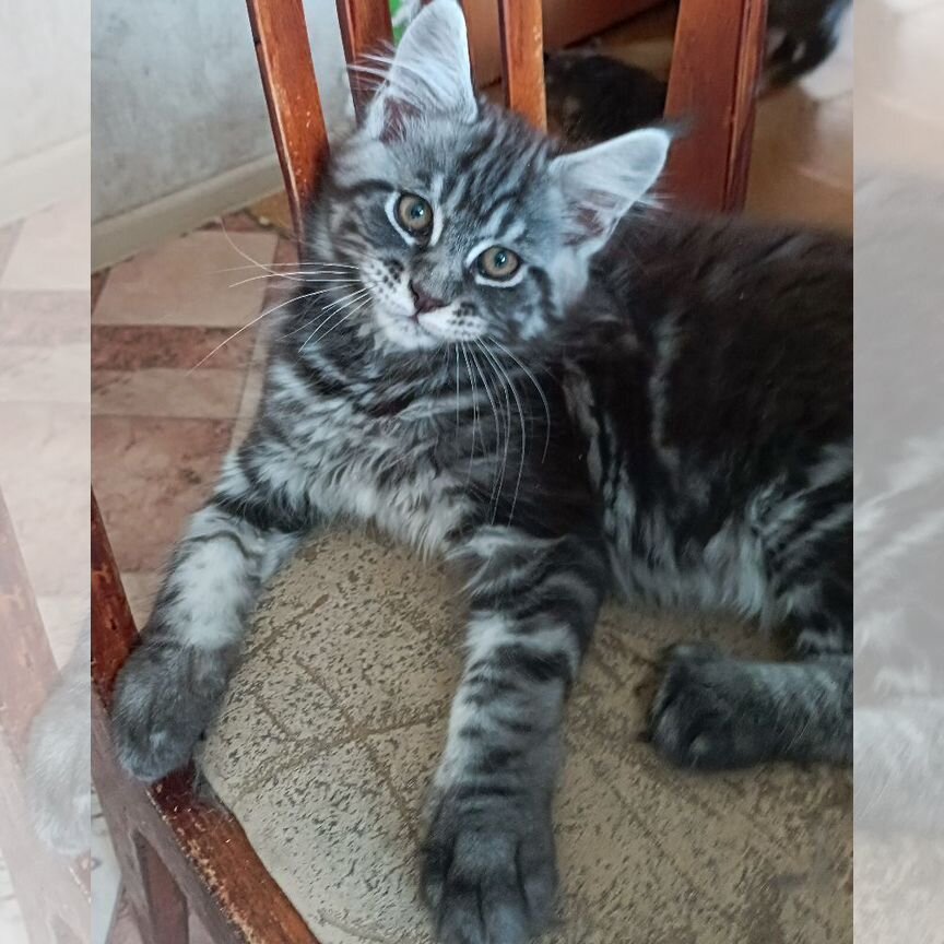 Мейн-кун котёнок
